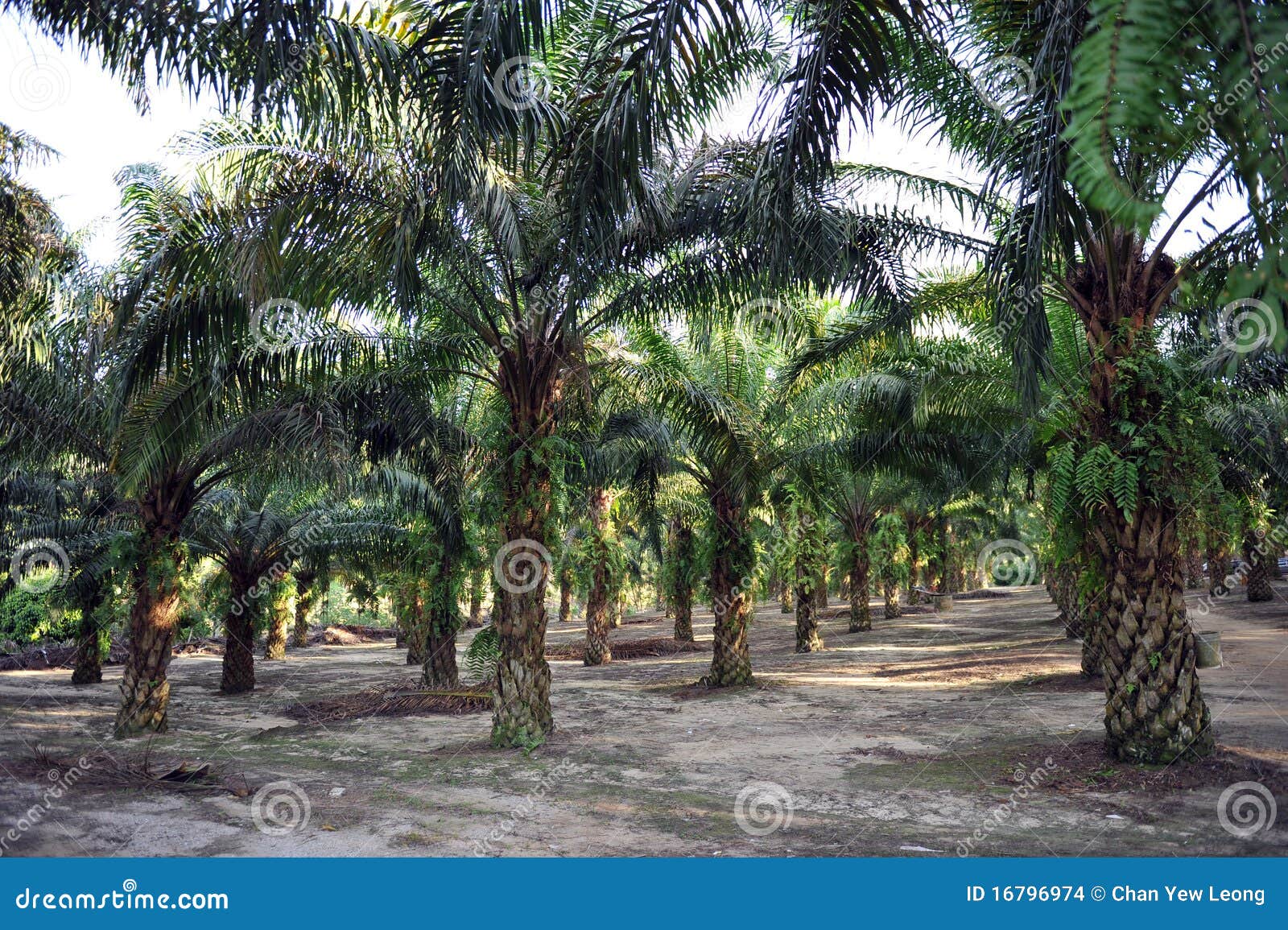 Palmöl-Plantage stockfoto. Bild von asien, bereich, kochen - 16796974