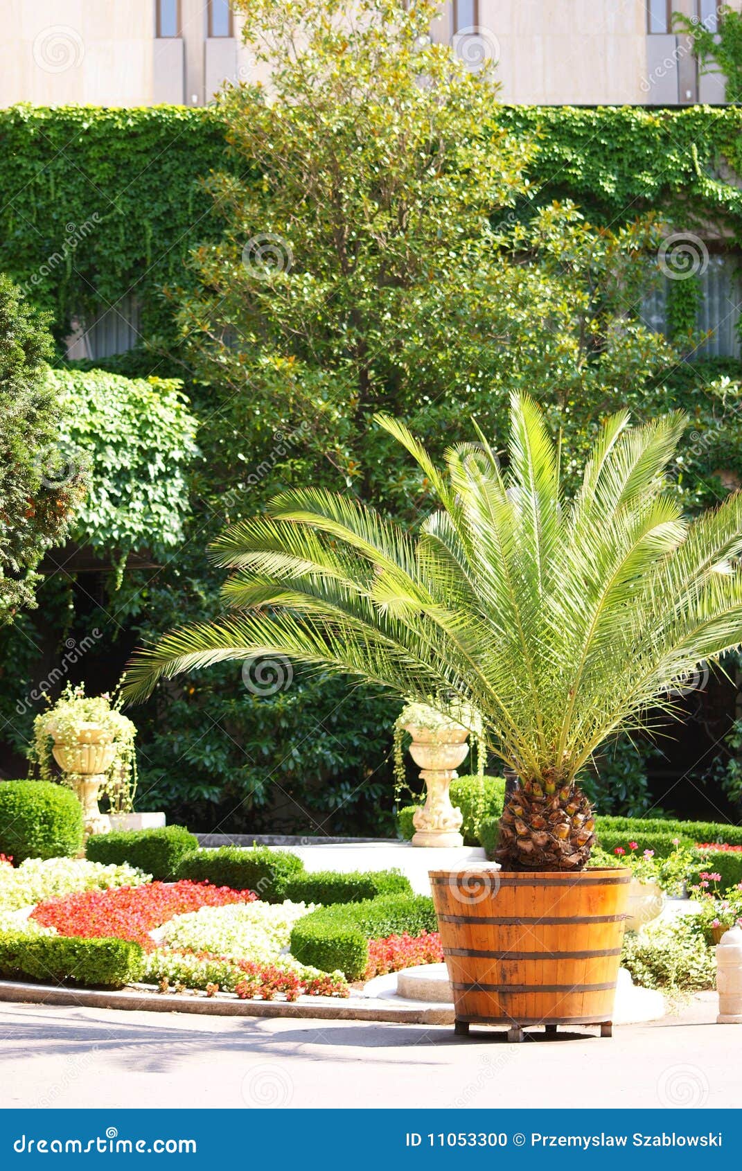 Palm stock photo. Image of bush, palm, garden, plant - 11053300
