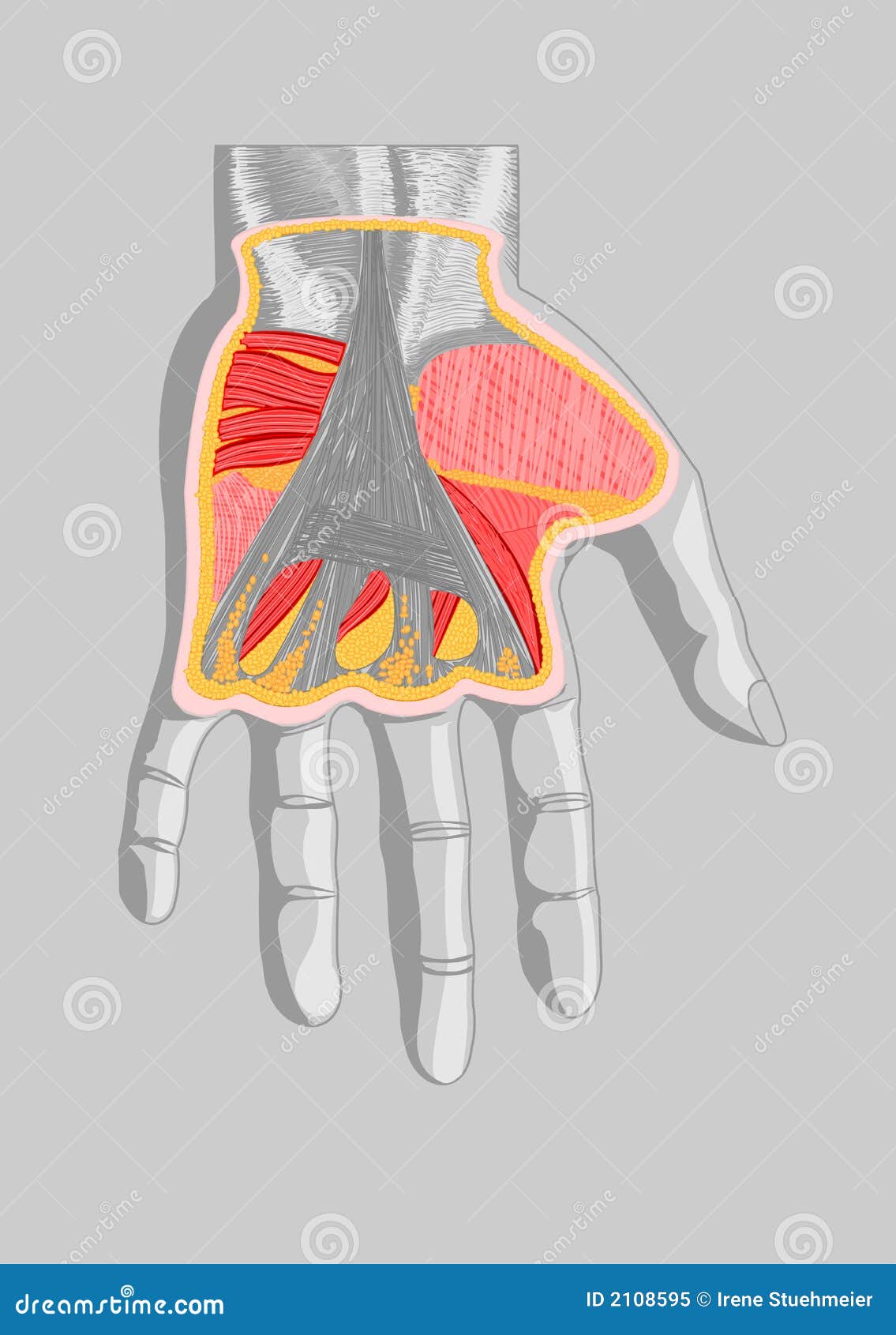 Palm stock vector. Illustration of skin, draft, anatomy - 2108595