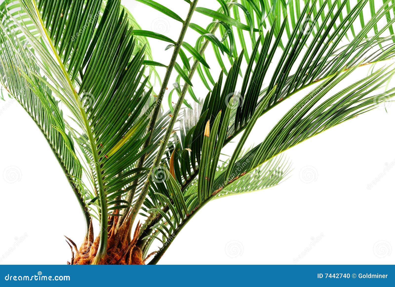 Palm stock photo. Image of nature, natural, white, tree - 7442740