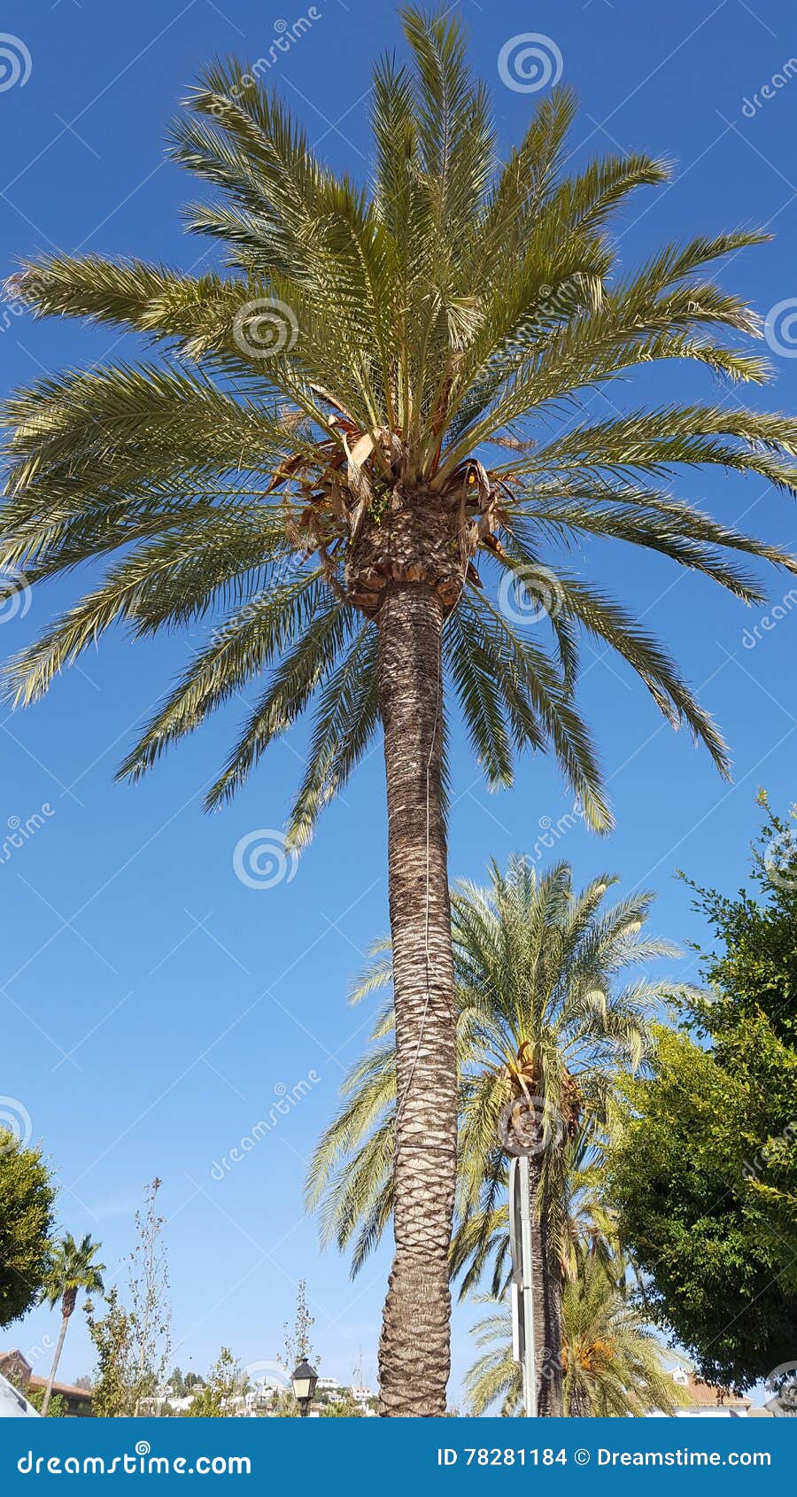 Palm stock photo. Image of tree, summer, palm, spanish - 78281184