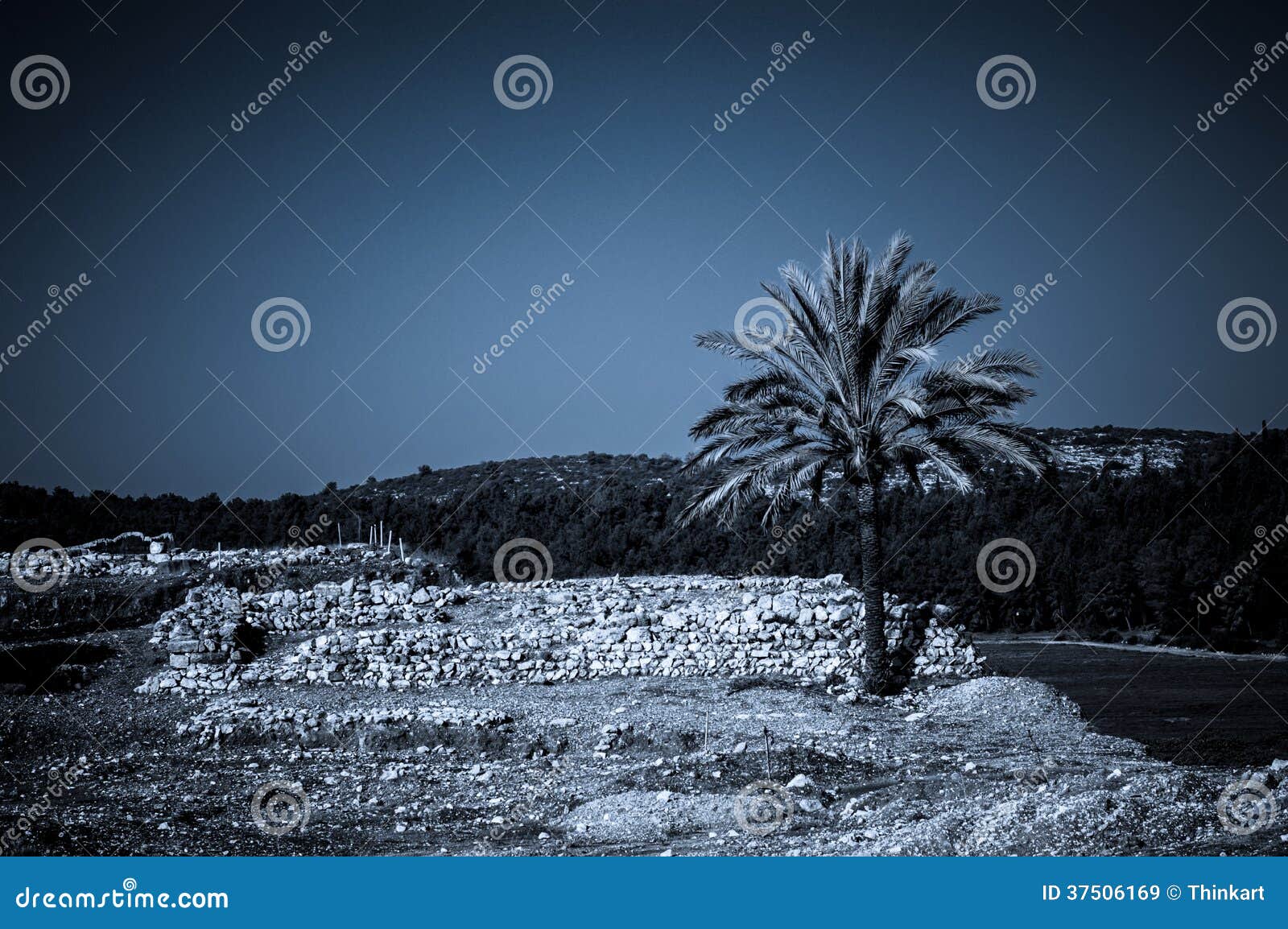 Palm in Armageddon, Israel stock image. Image of site - 37506169
