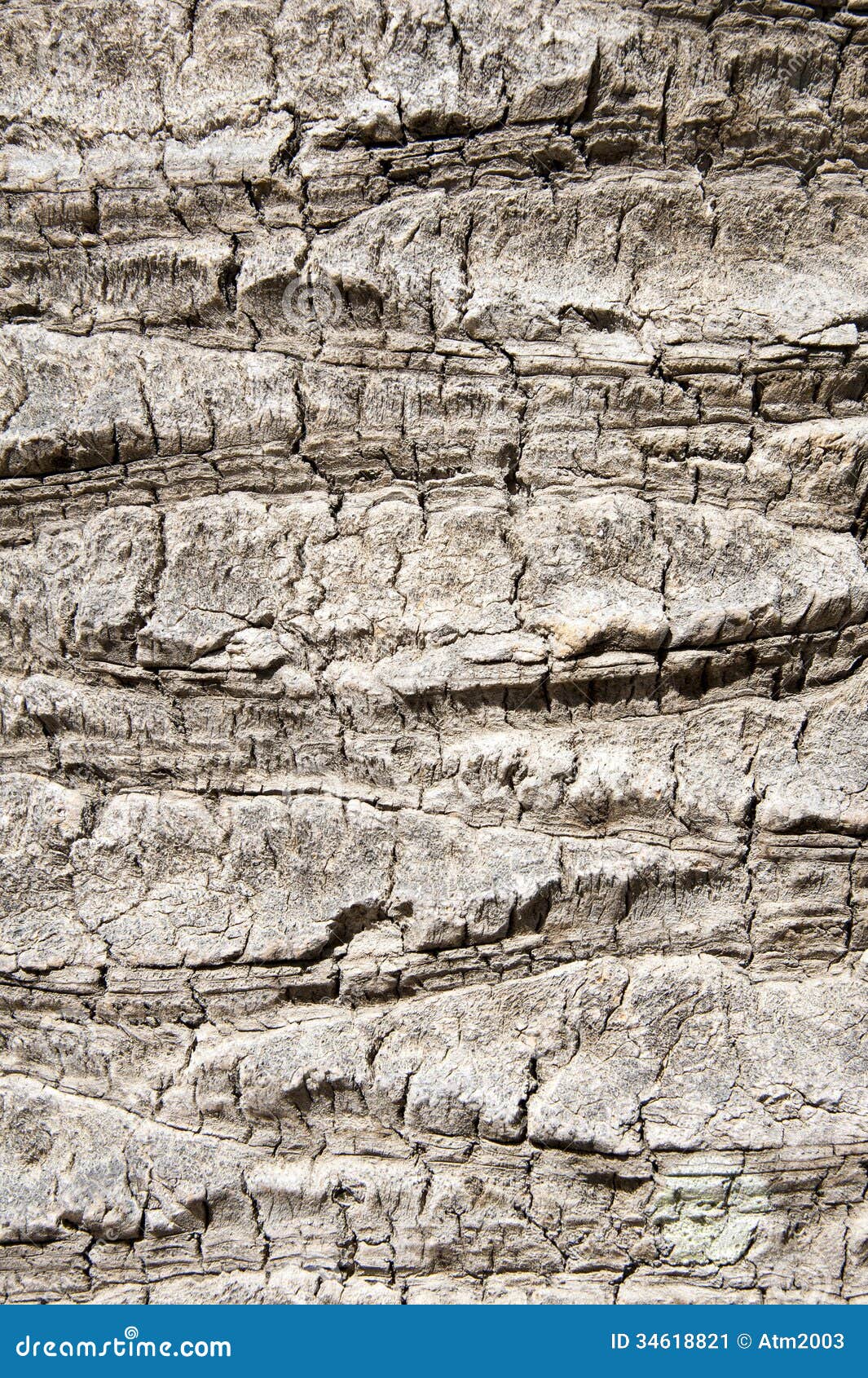 Big Palm Bark Nice Texture Stock Photography | CartoonDealer.com #174125582