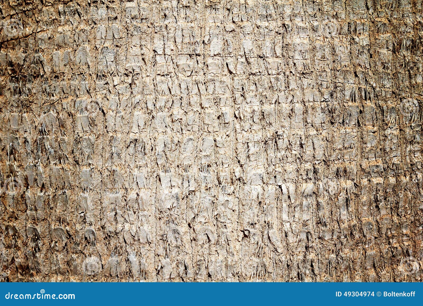 Palm bark texture stock photo. Image of tree, trunk, weathered - 49304974