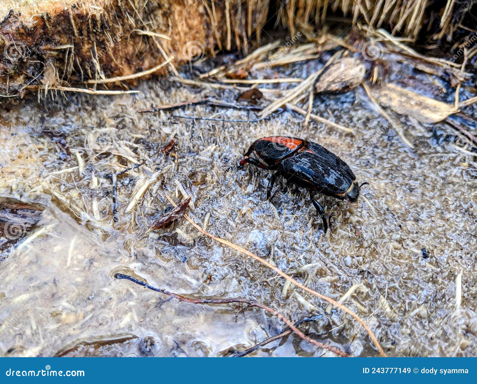 Palm beetle of nature stock image. Image of palm, natur - 243777149