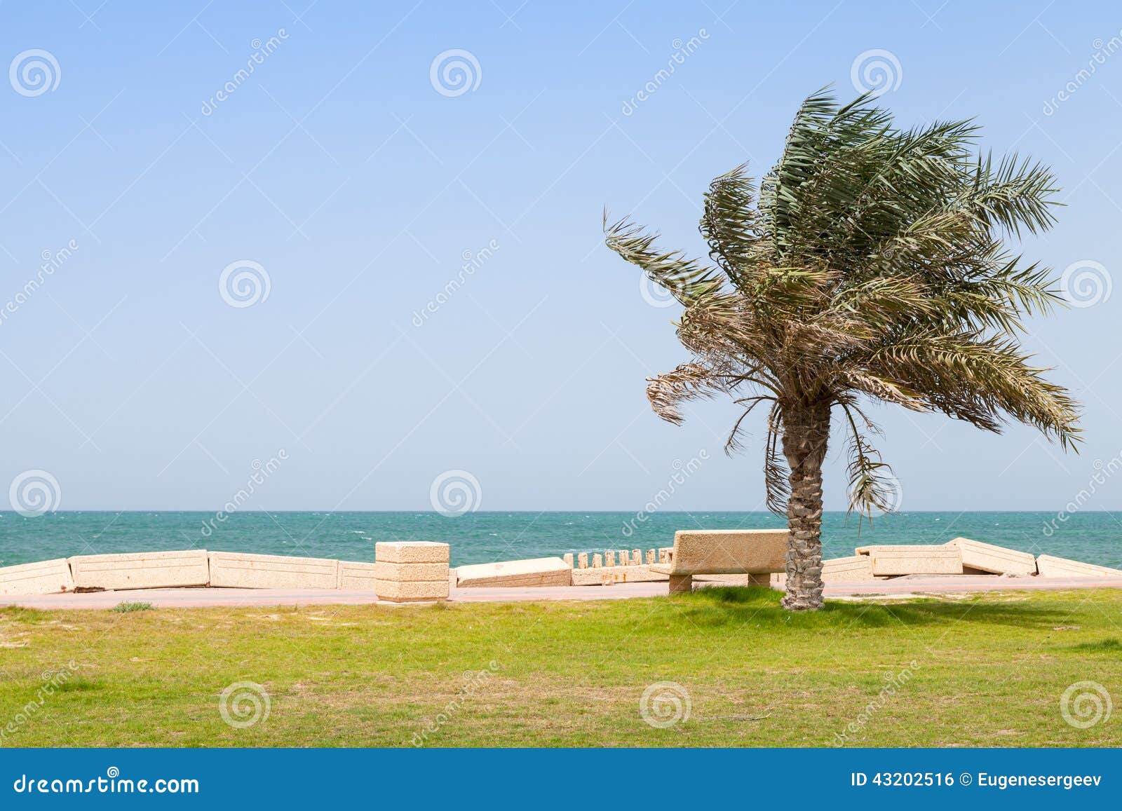 Palm and Bench on Coast of Persian Gulf, Saudi Arabia Stock Photo ...
