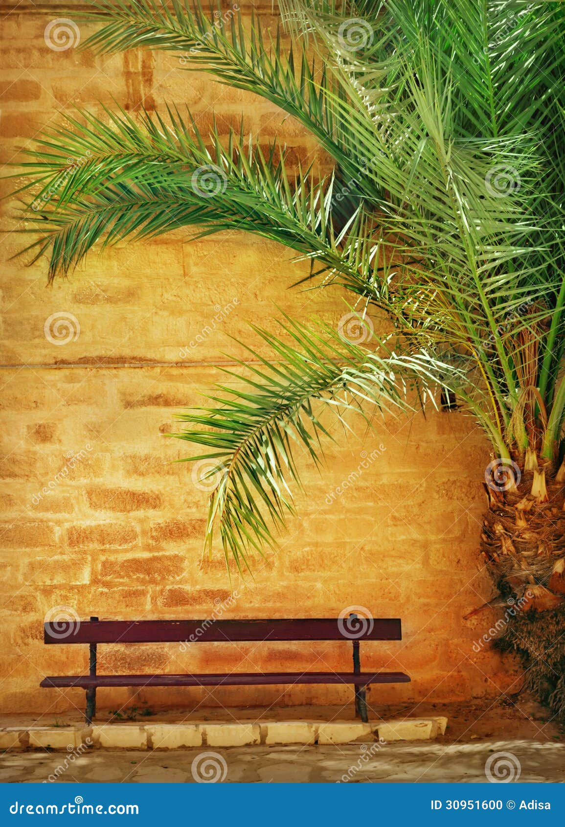 Palm and bench stock photo. Image of green, natural, outdoor - 30951600