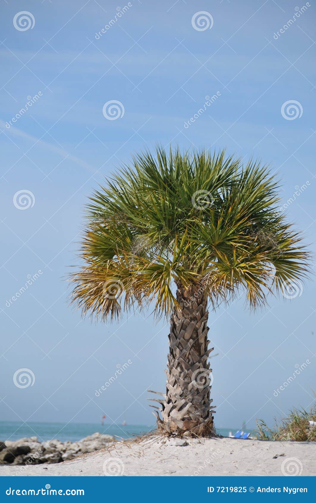Palm bij het strand stock afbeelding. Image of vrijwater - 7219825