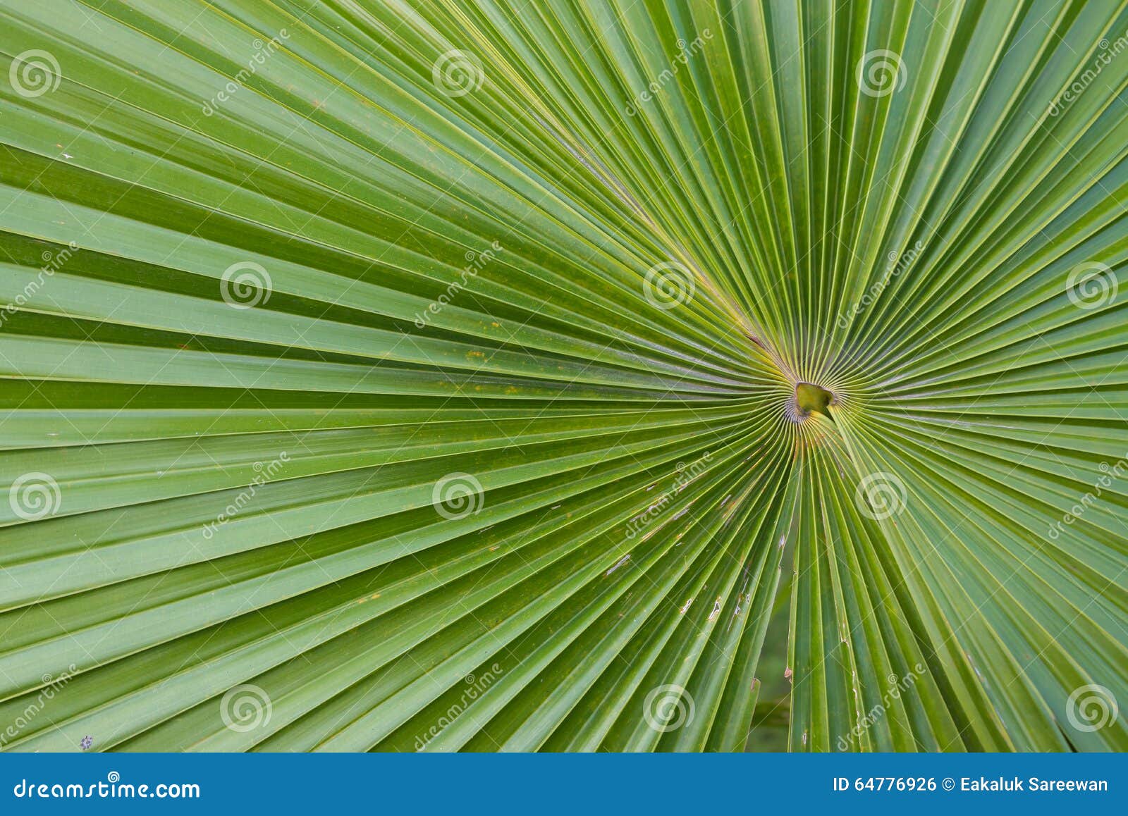 Palm blade stock photo. Image of palm, stalk, leaf, bright - 64776926