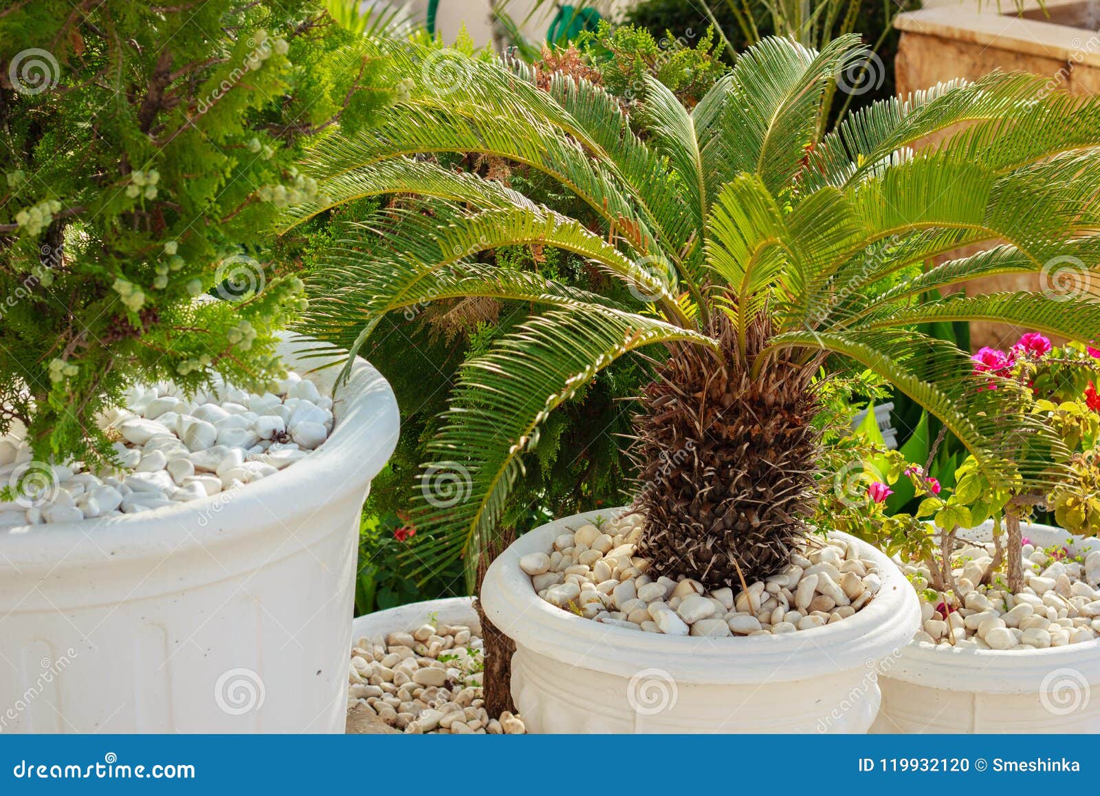 Palm in bloempot stock foto. Image of klein, boom, ingemaakt - 119932120
