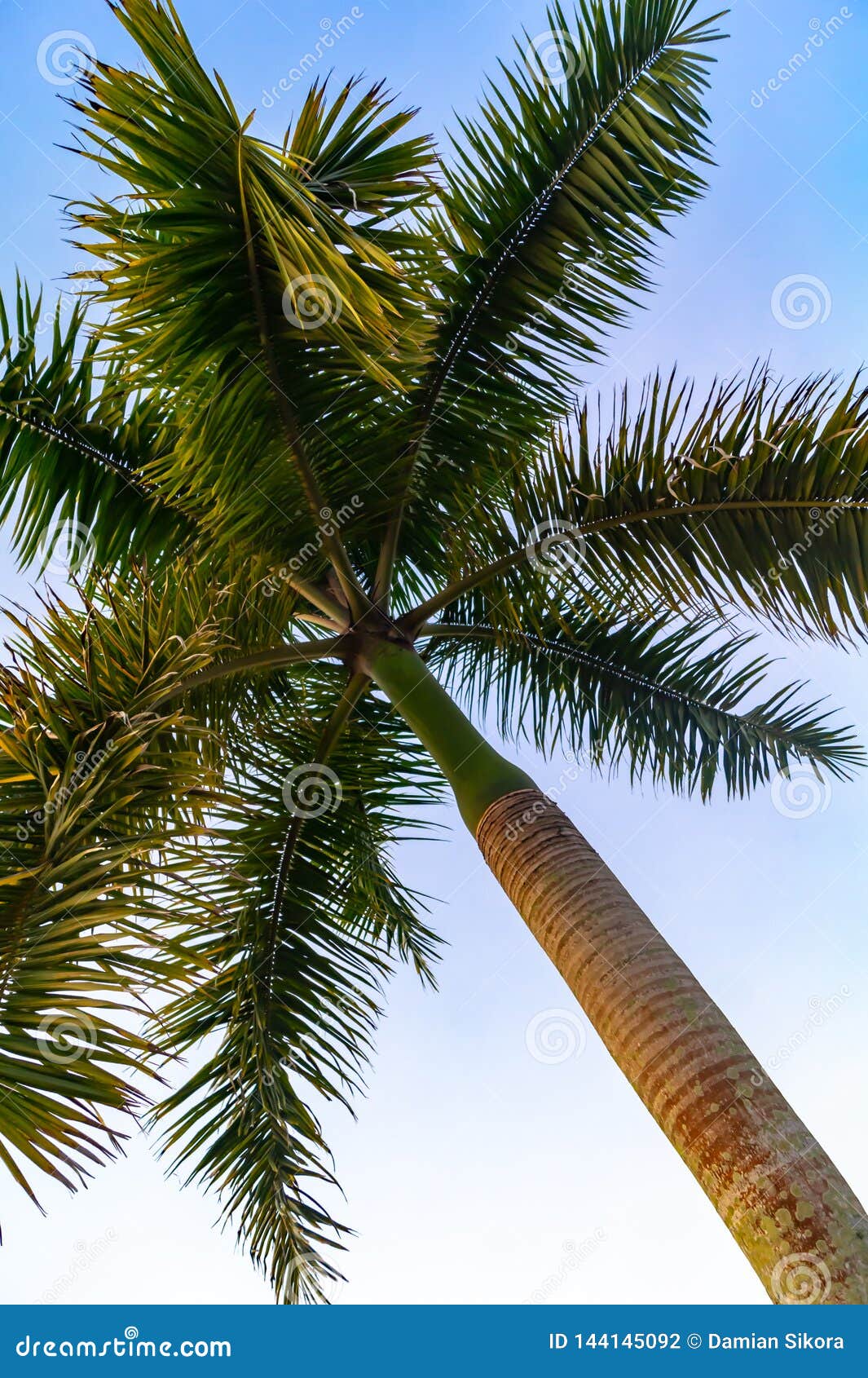 Palm on a blue background stock photo. Image of beautiful - 144145092