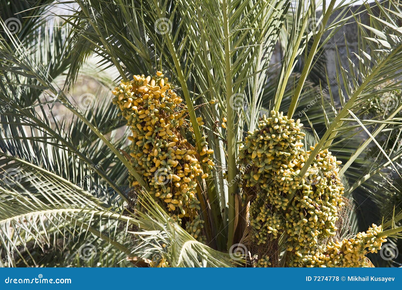 Palm-bomen stock foto. Image of kokosnoot, groot, rijkdom - 7274778