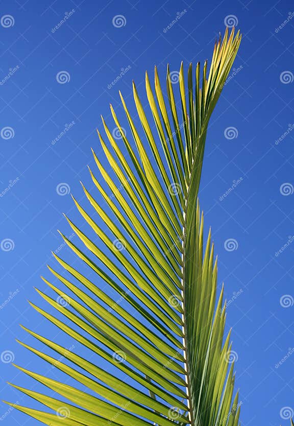 Palm Branch stock photo. Image of australian, queensland - 1048694