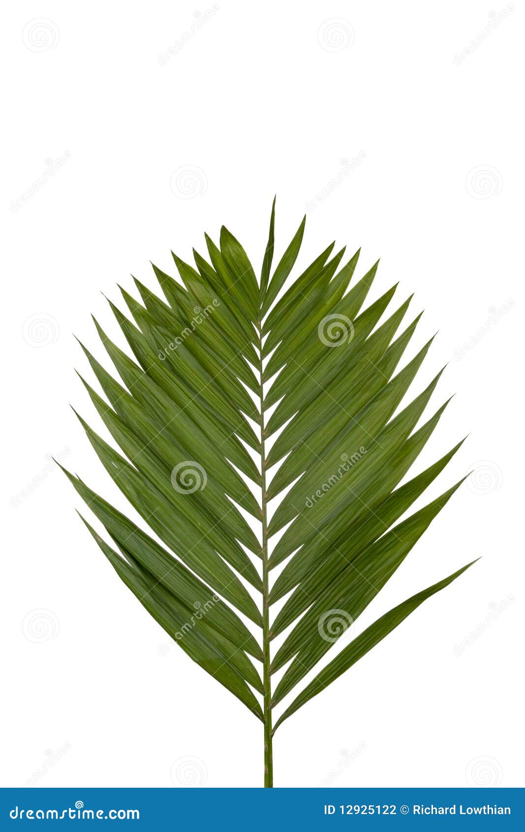 Palm Branch stock photo. Image of tropical, nature, white - 12925122