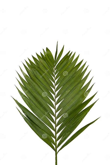 Palm Branch stock photo. Image of tropical, nature, white - 12925122