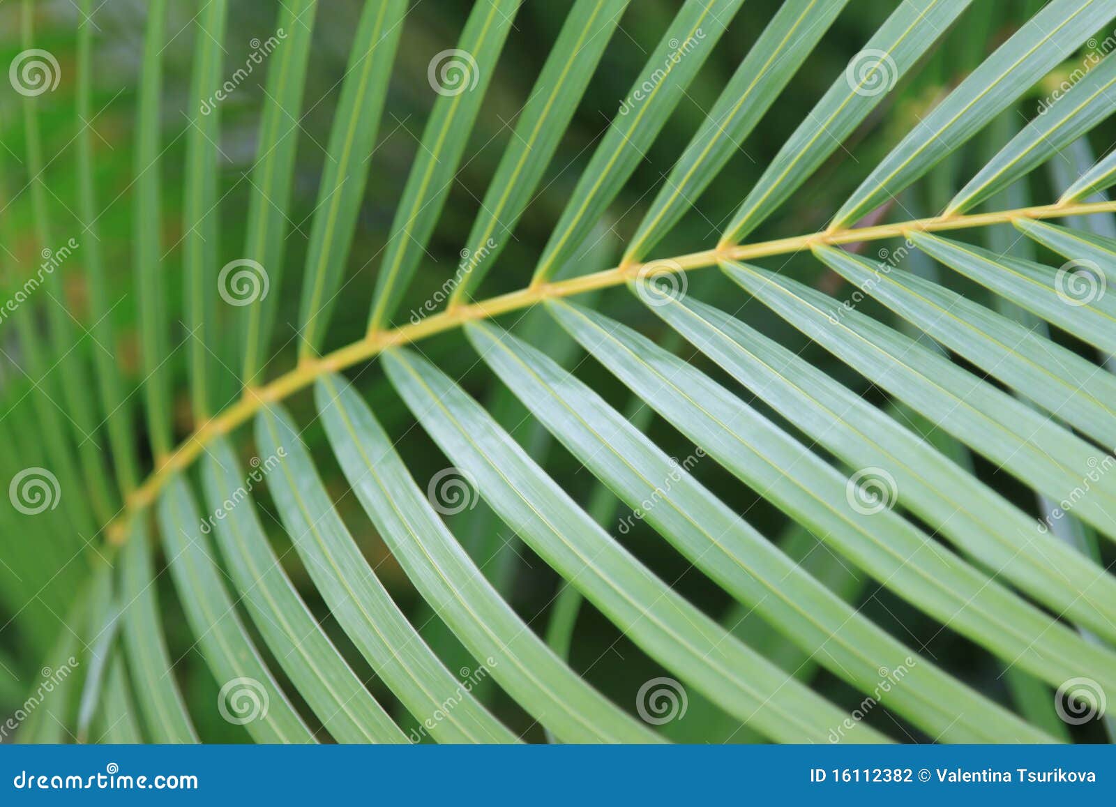 Palm branch stock photo. Image of bough, tropical, garden - 16112382