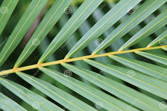 Palm branch stock photo. Image of nature, branch, ecology - 16112388