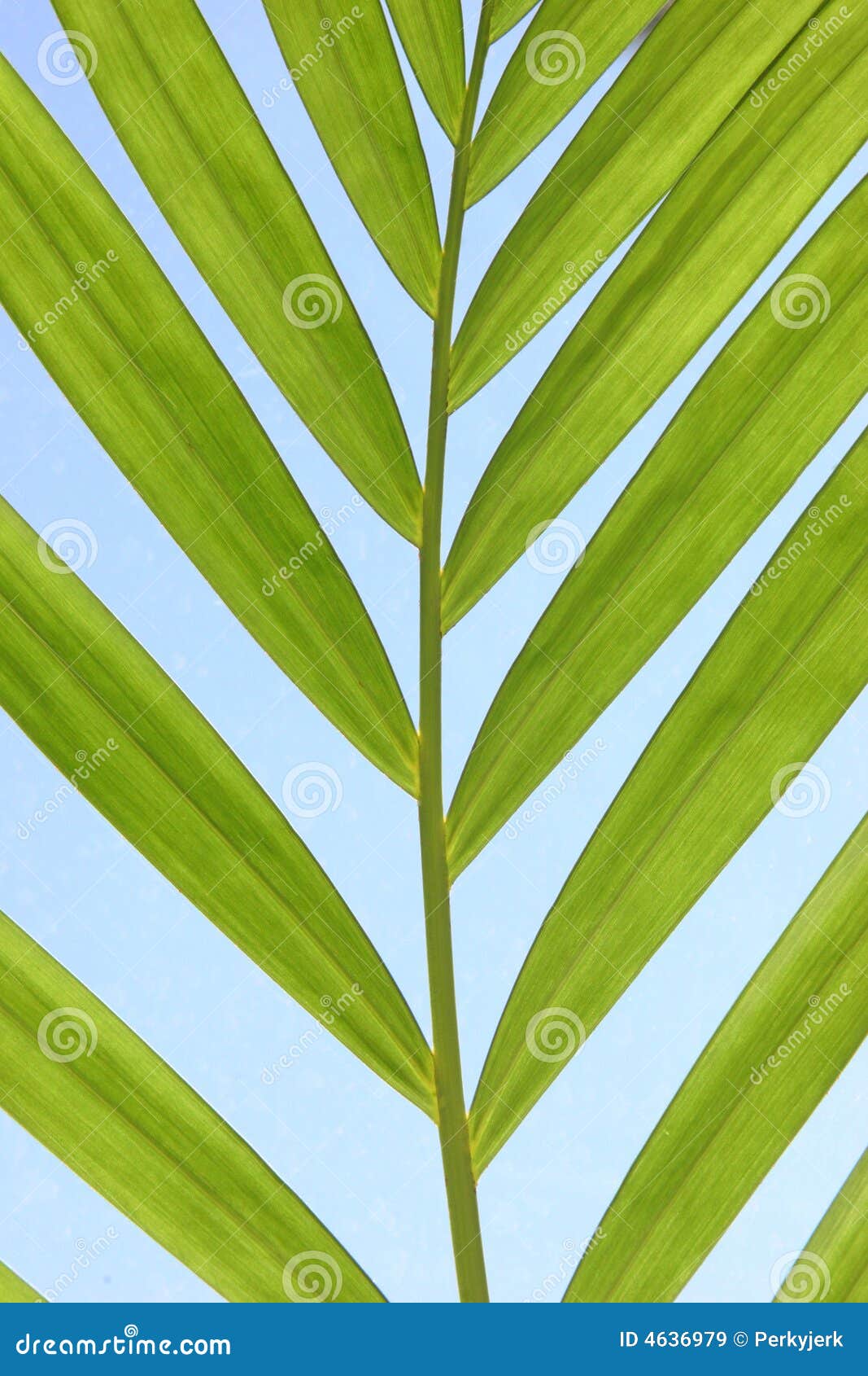 Palm Branch Picture. Image: 4636979
