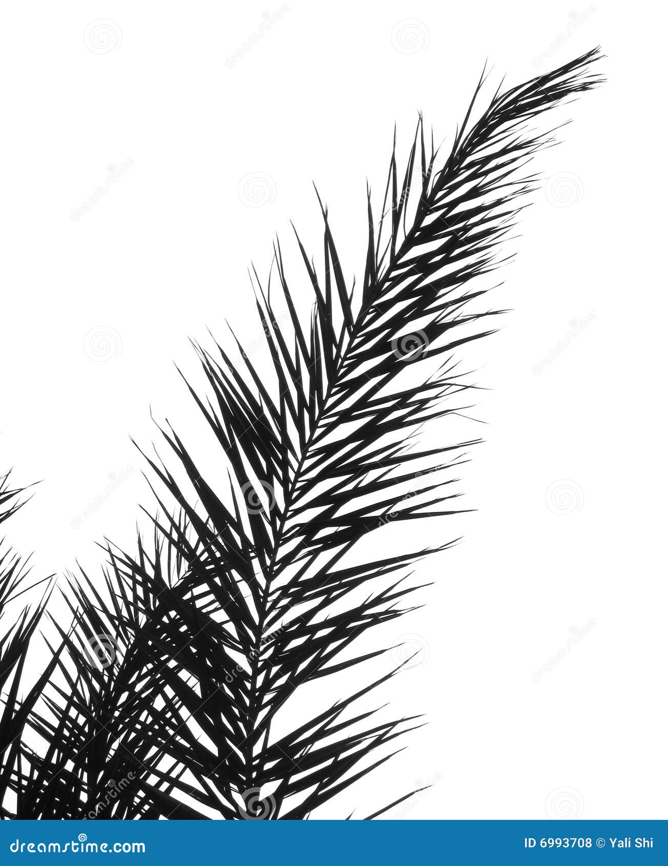 Palm Branch stock photo. Image of shadow, branch, silhouette - 6993708