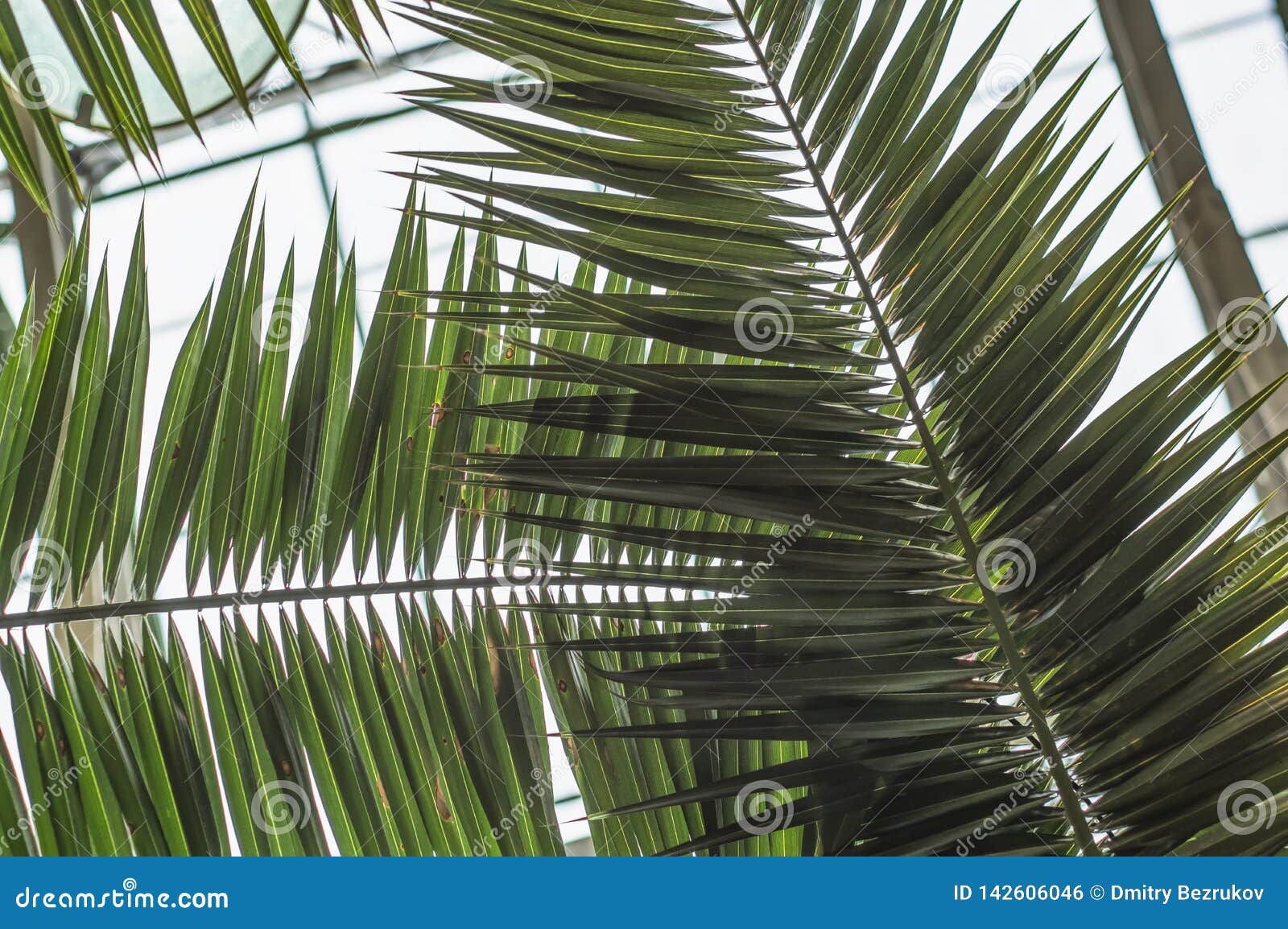 Palm branch background stock photo. Image of beautiful - 142606046