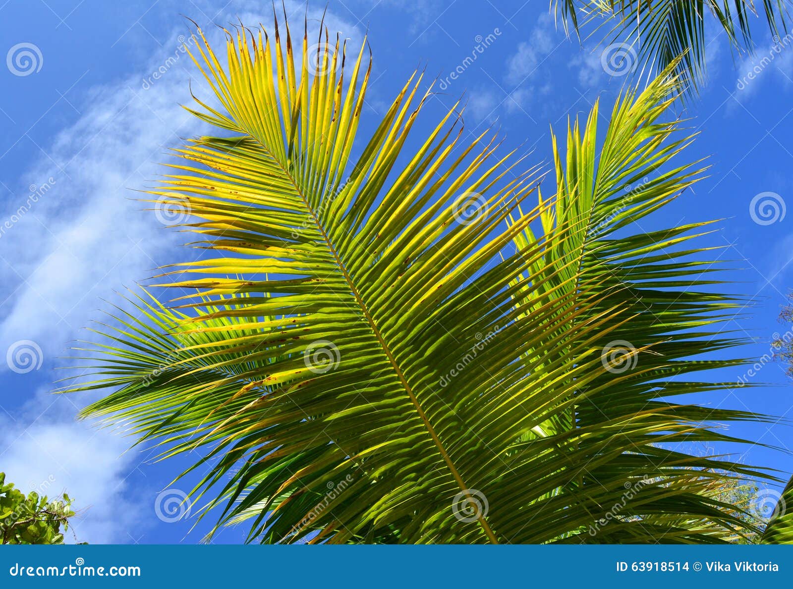 Palm branch stock photo. Image of haiti, background, palm - 63918514