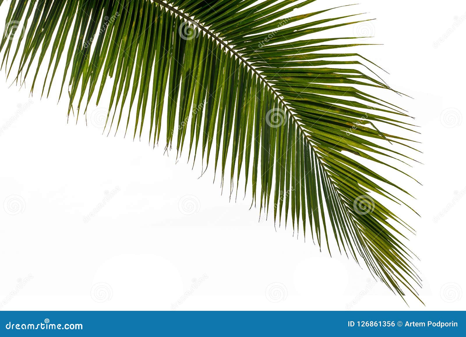 Palm branch Isolated stock photo. Image of tree, plant - 126861356