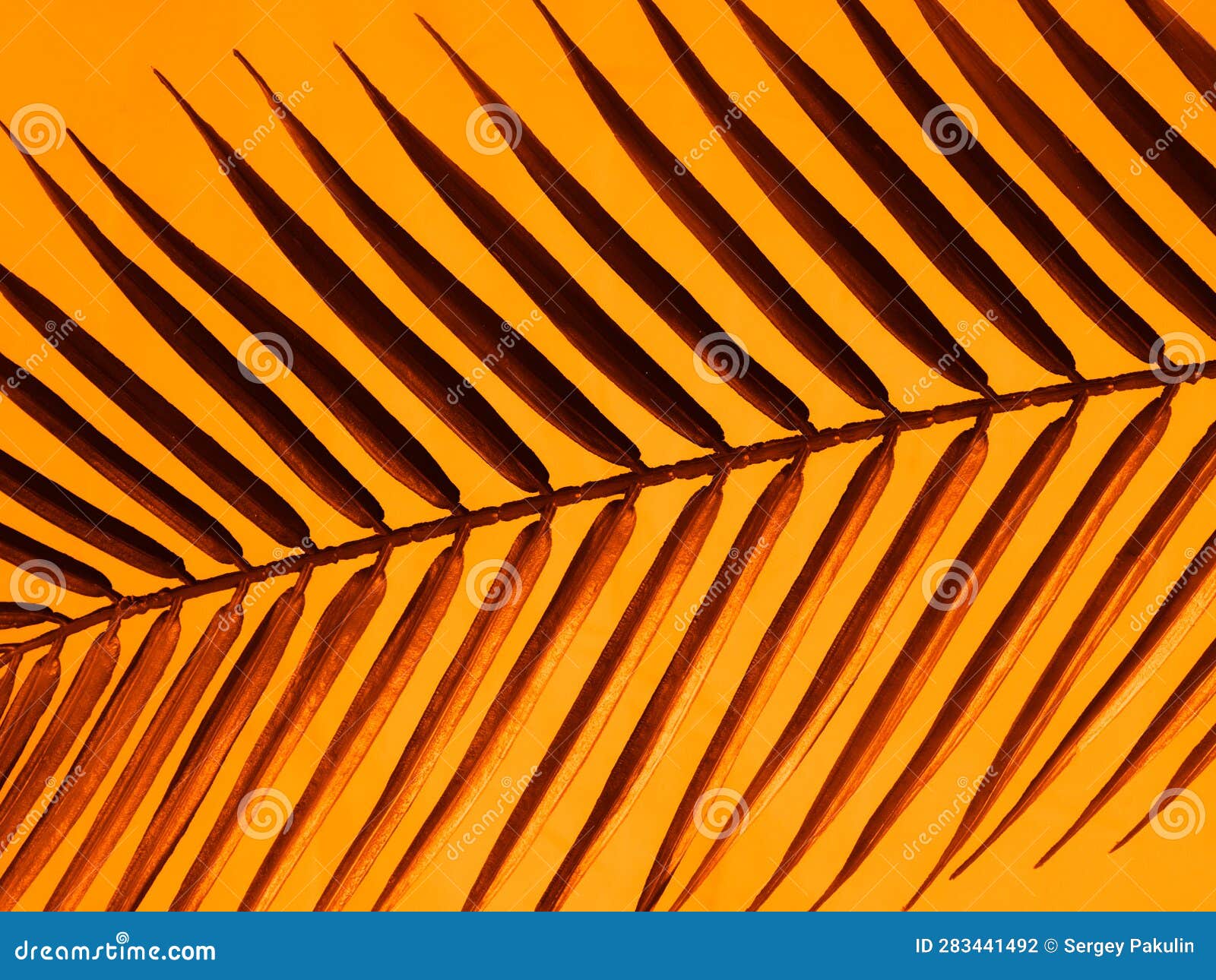 Palm Branch on Orange Background. Tropical Palm Branch Silhouette Stock ...