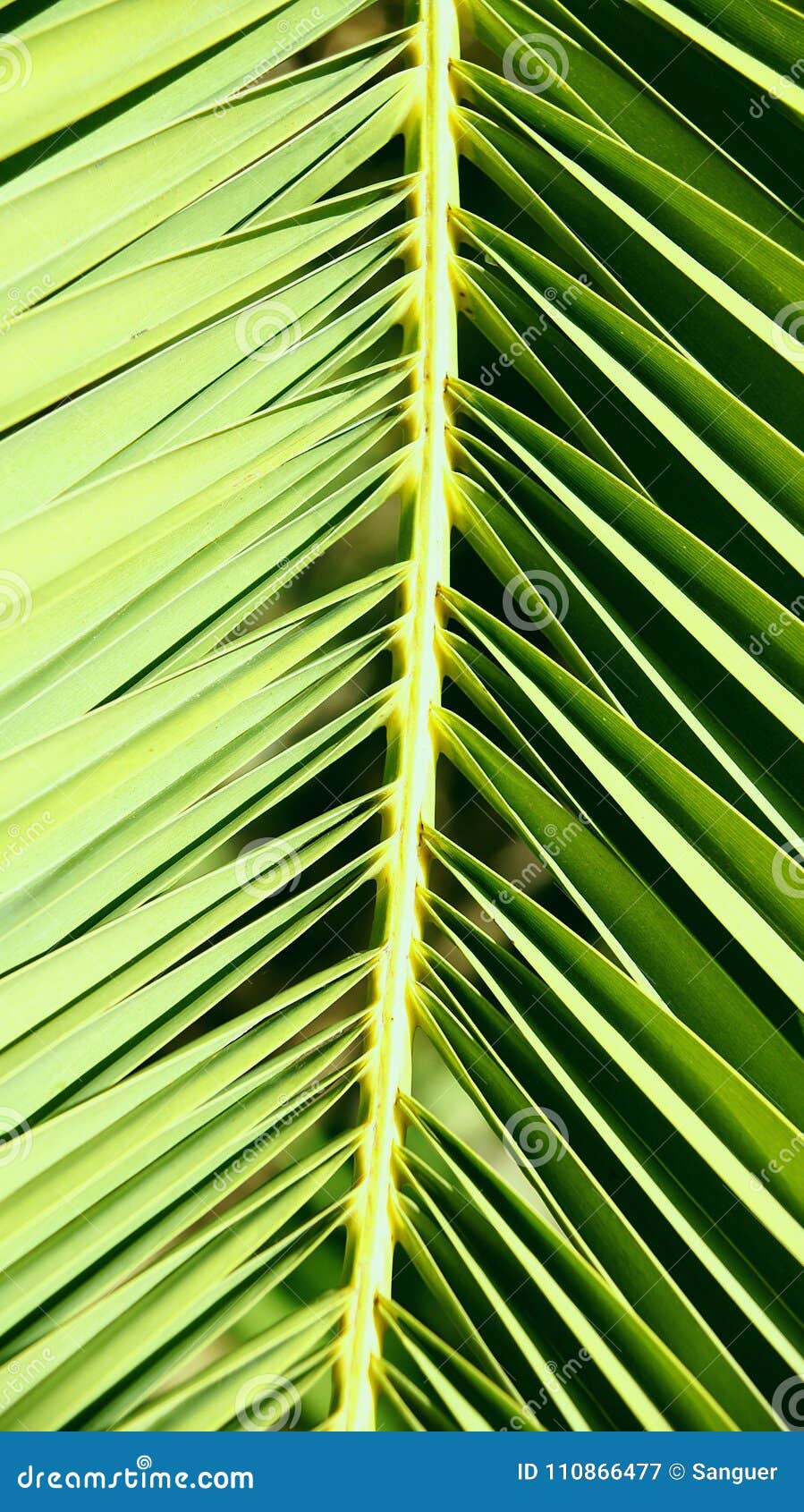 Palm branch stock image. Image of branch, shades, backgrounds - 110866477