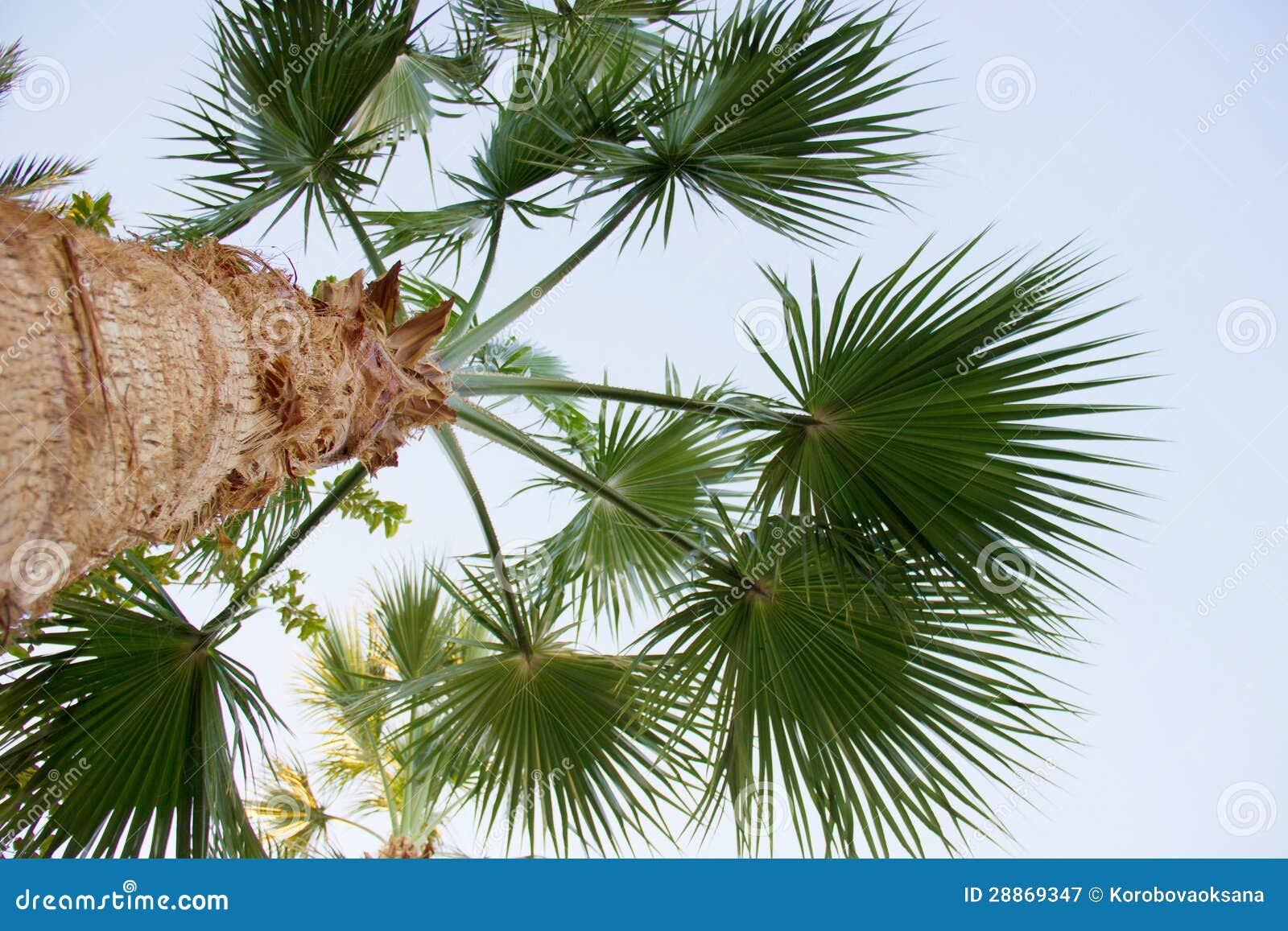 Palm branches stock image. Image of outdoors, plant, background - 28869347