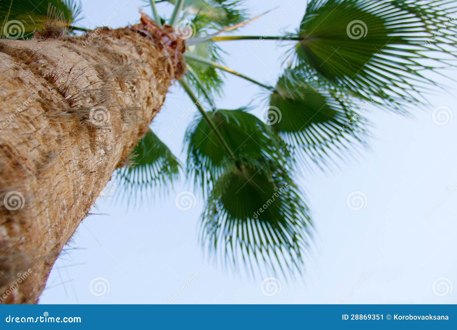 Palm branches stock image. Image of trunk, summer, outdoors - 28869351