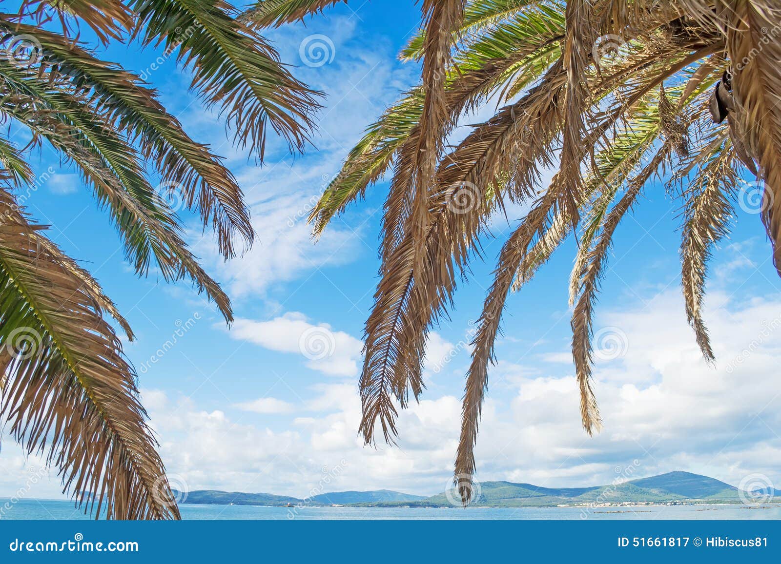 Palm Branches in Alghero Shoreline Stock Image - Image of relax, italy ...