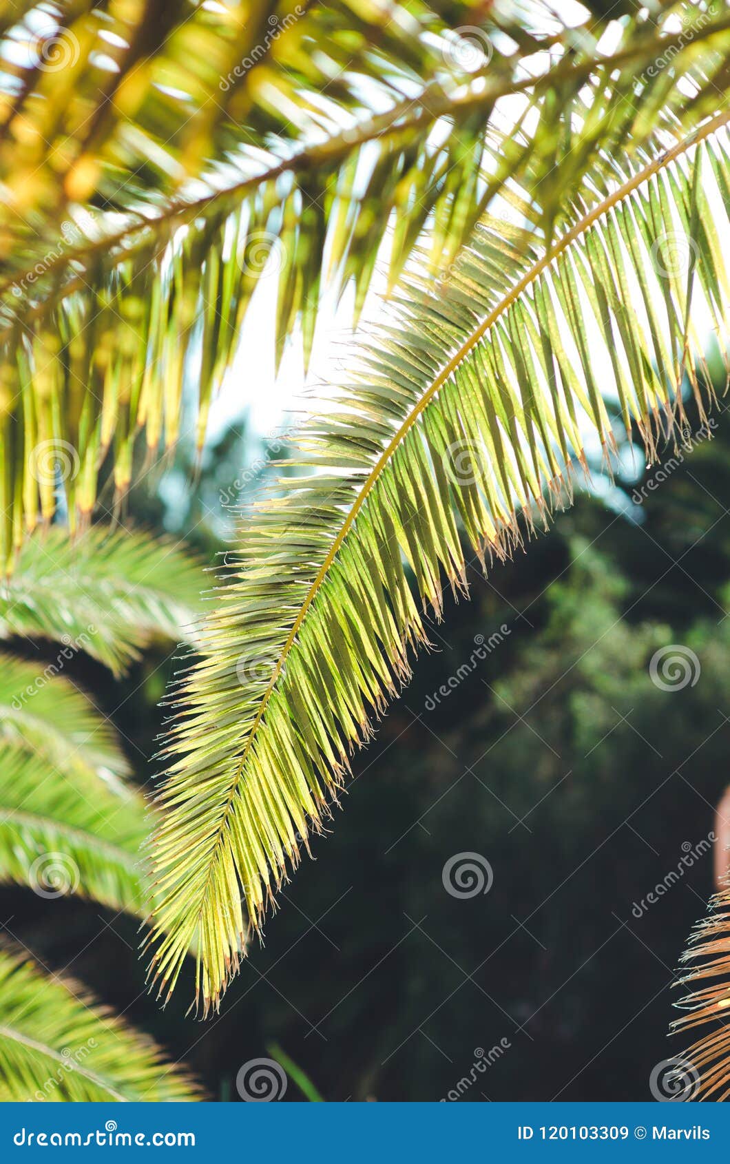 Palm brunch stock image. Image of palma, nature, plant - 120103309