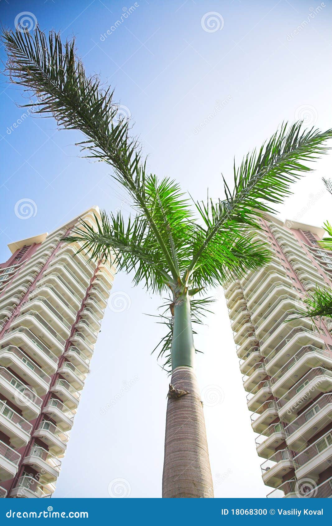 Palm and buildings stock photo. Image of view, colorful - 18068300