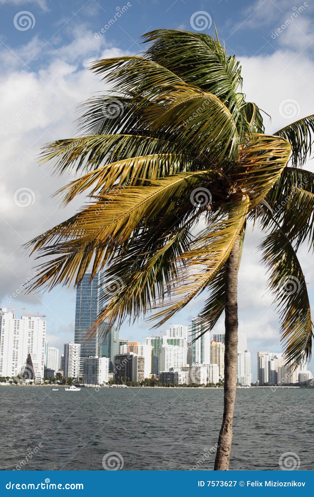 Palm and buildings stock image. Image of buildings, tropical - 7573627