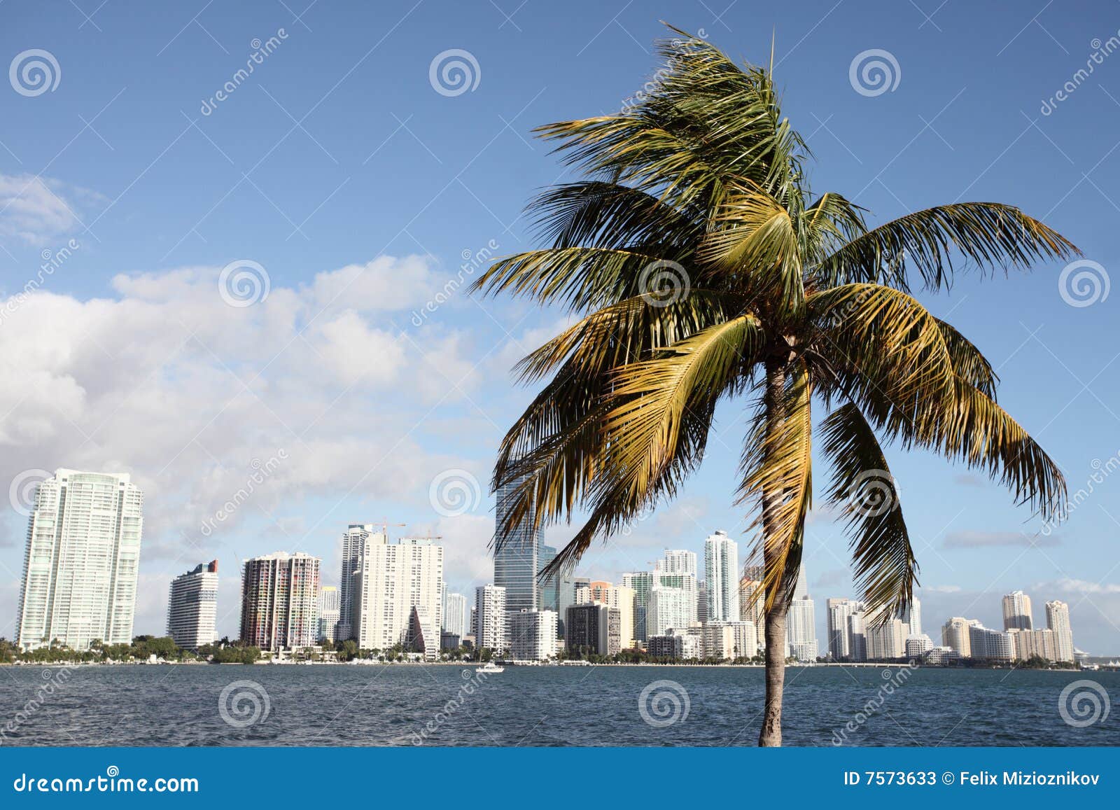 Palm and buildings stock image. Image of building, brickell - 7573633