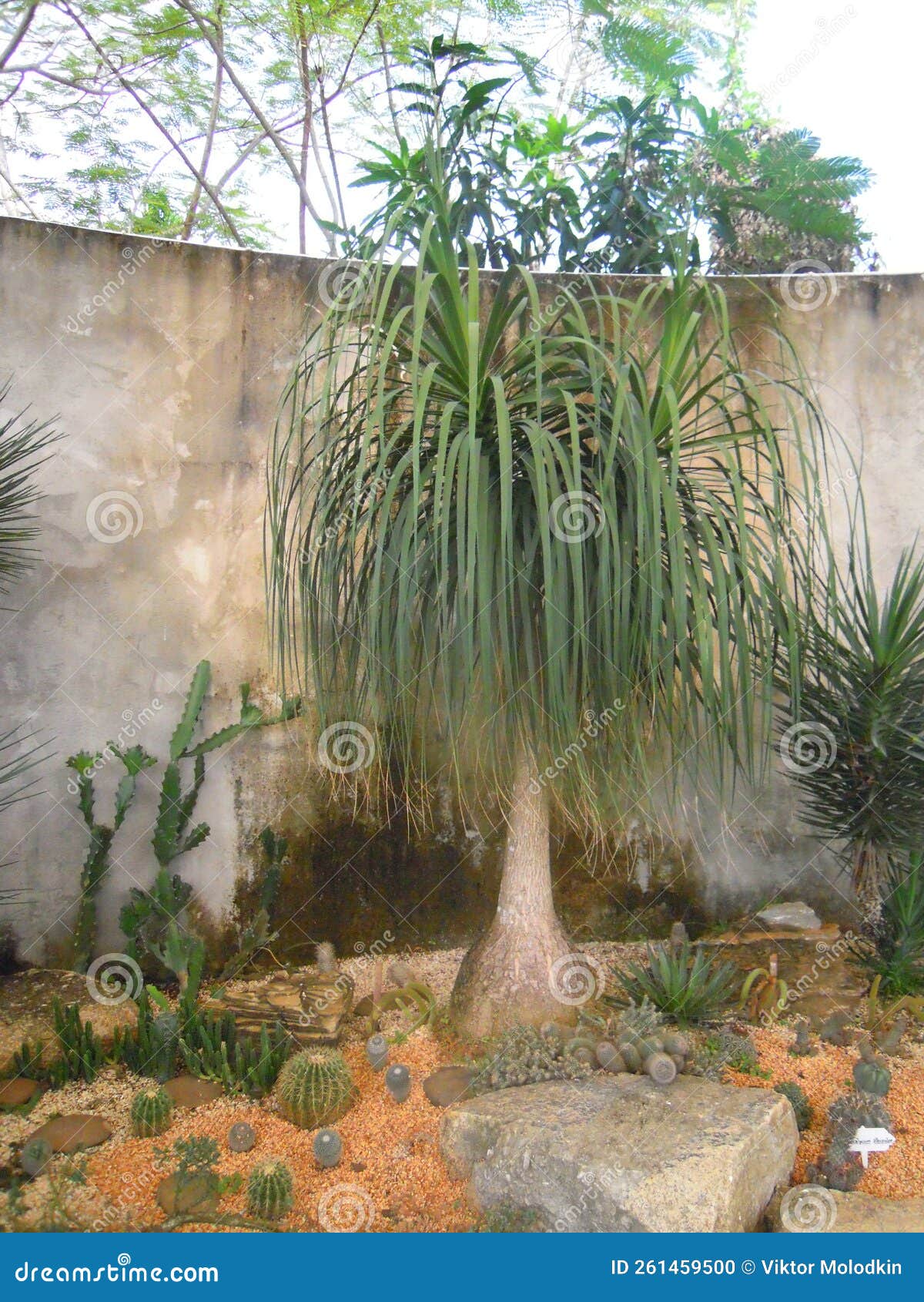 Palm cactus wall stock photo. Image of jungle, green - 261459500