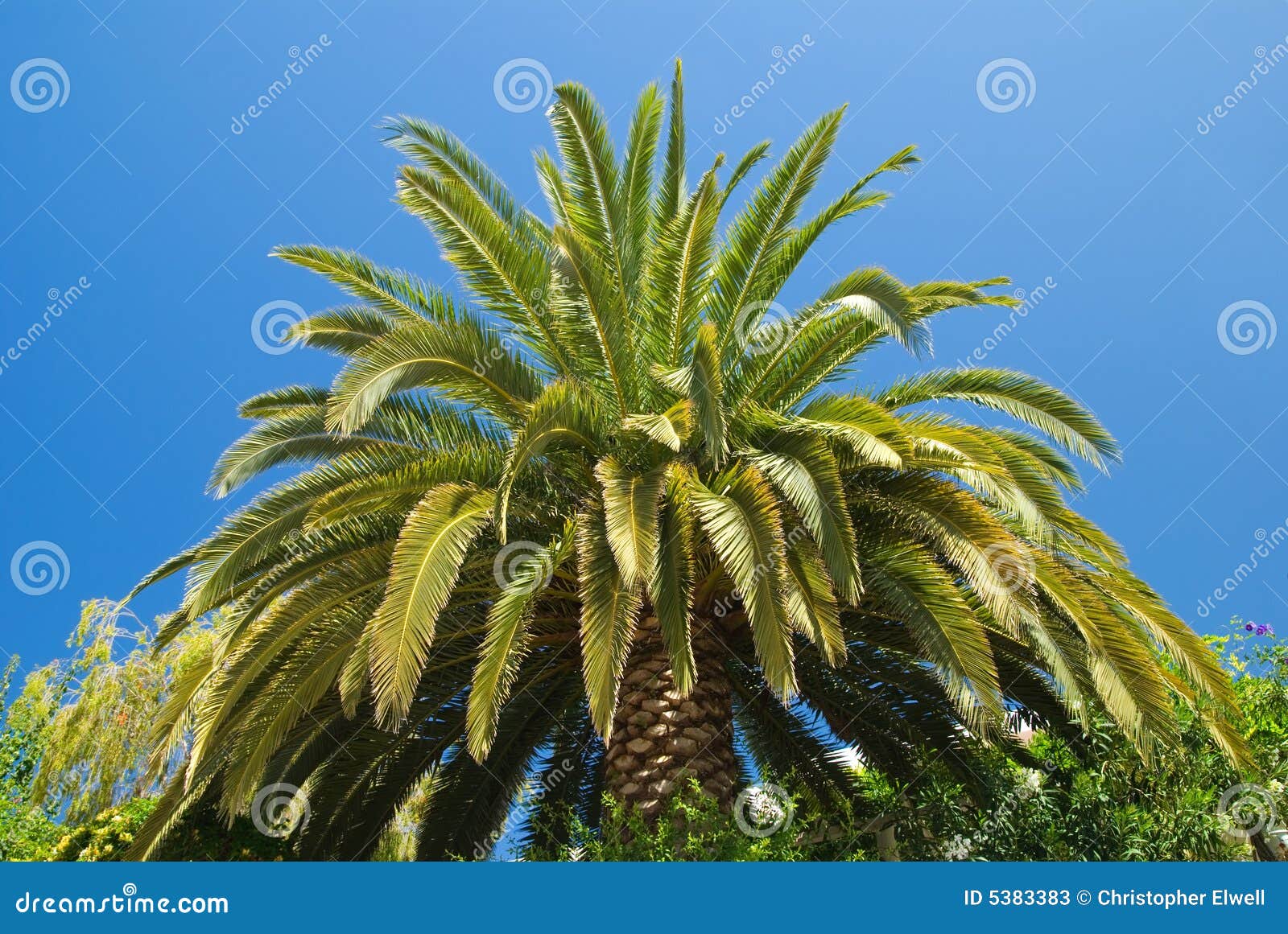 Palm Canopy stock image. Image of fronds, exotic, leafy - 5383383