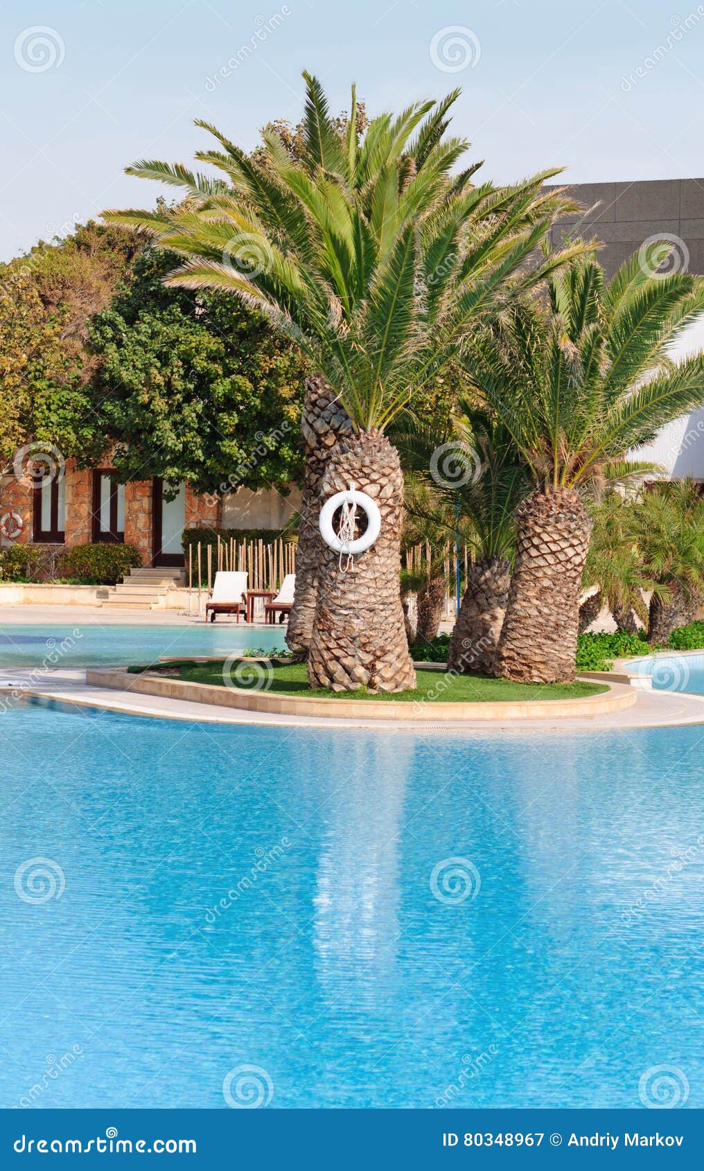 Palm in the Centre of Swimming Pool Stock Image - Image of luxury ...
