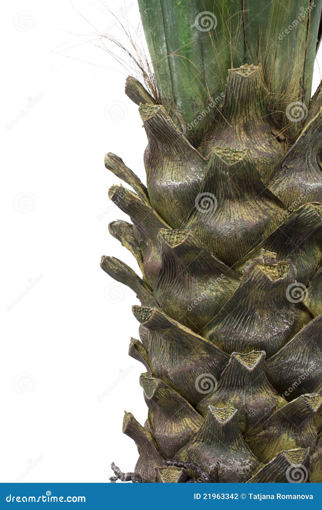 Palm close up stock photo. Image of leaves, trees, green - 21963342