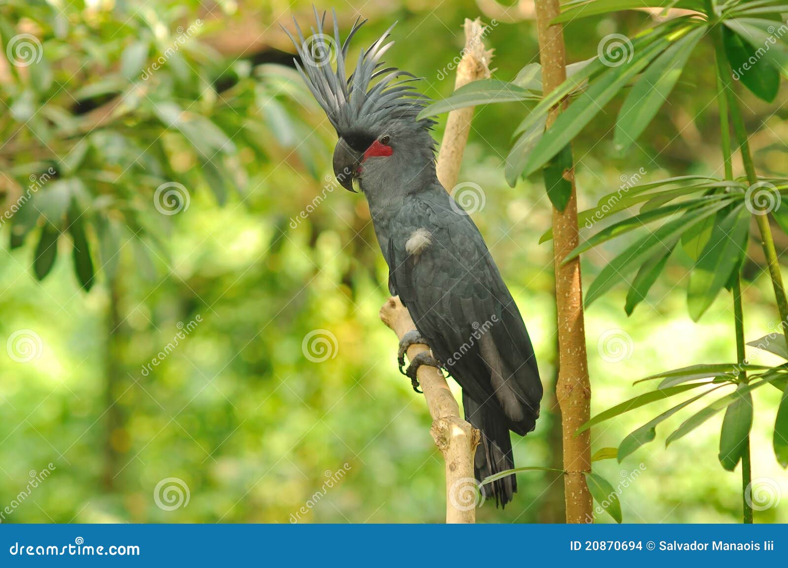 Palm Cockatoo stock photo. Image of gray, probosciger - 20870694