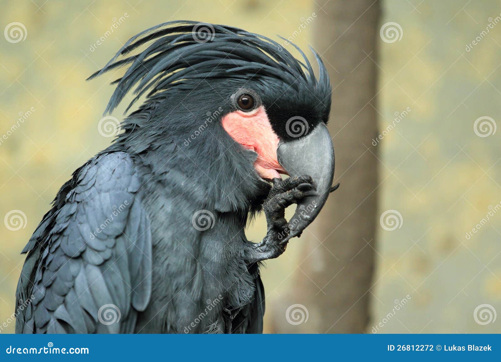 Palm cockatoo stock photo. Image of black, animal, probosciger - 26812272