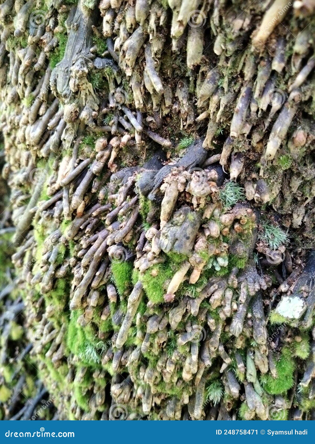 Palm coconut root stock image. Image of woodland, plant - 248758471