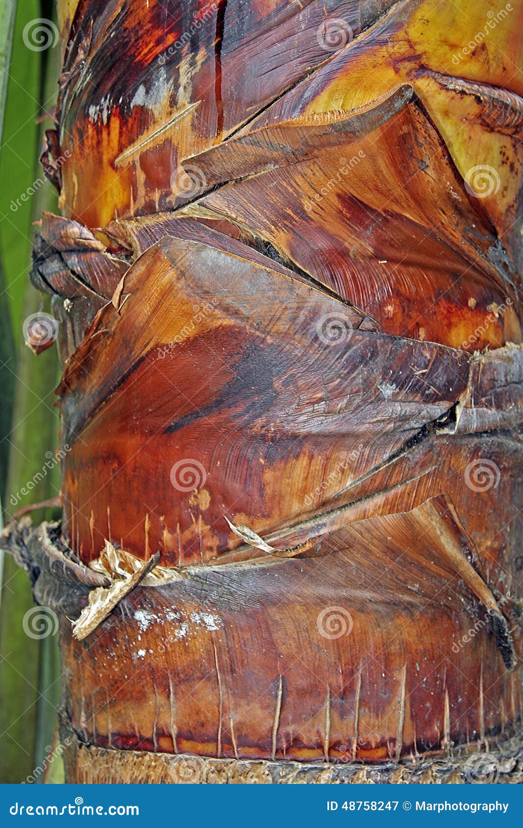 Palm coconut trunk closeup stock image. Image of branch - 48758247