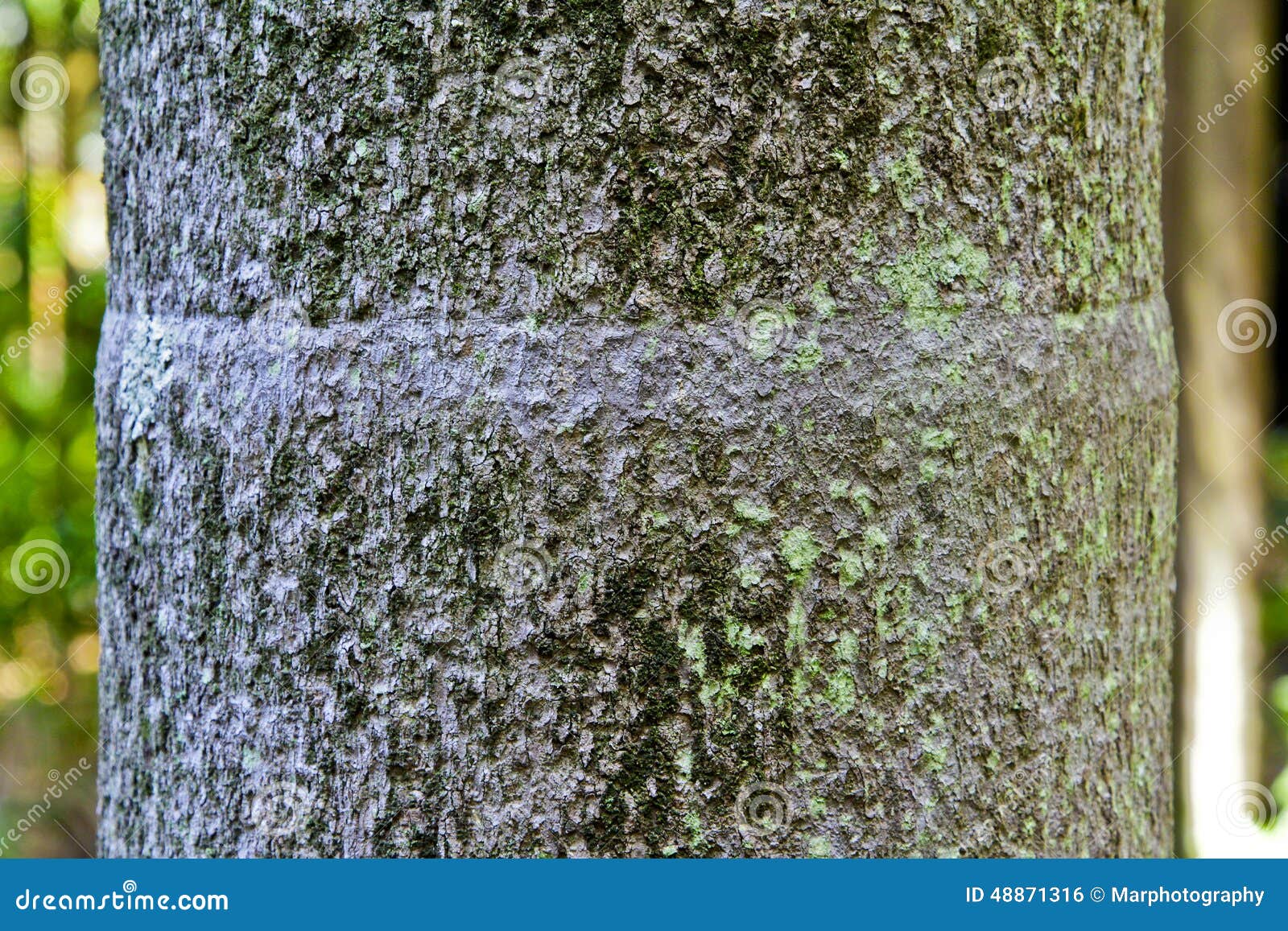 Palm coconut trunk closeup stock photo. Image of brown - 48871316