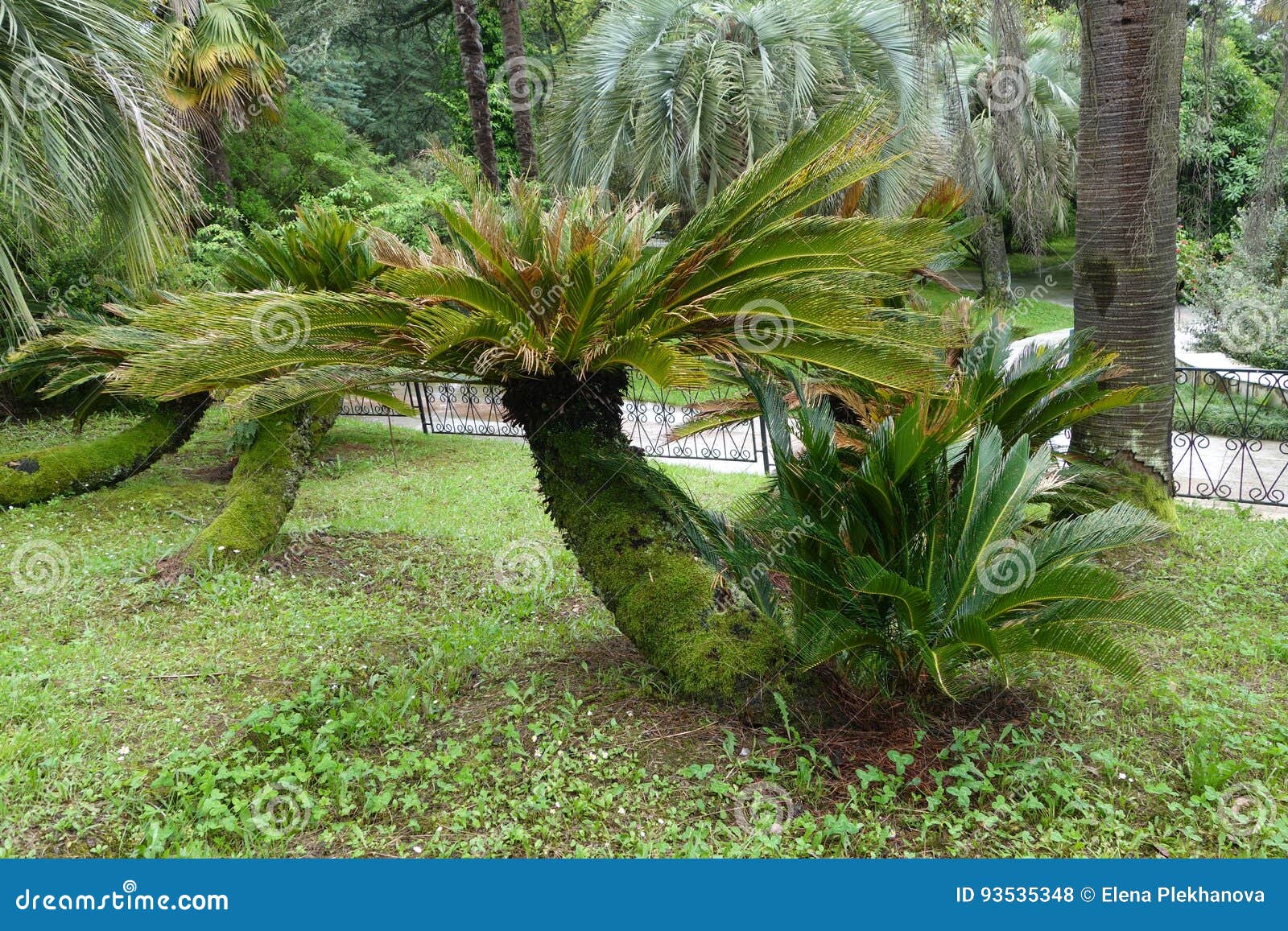 Palm Cycad drooping stock photo. Image of palma, greens - 93535348