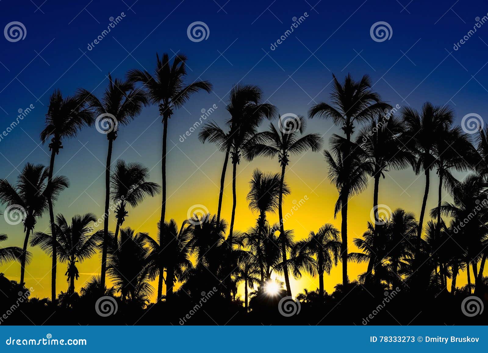 Palm dawn morning stock image. Image of scenic, beautiful - 78333273