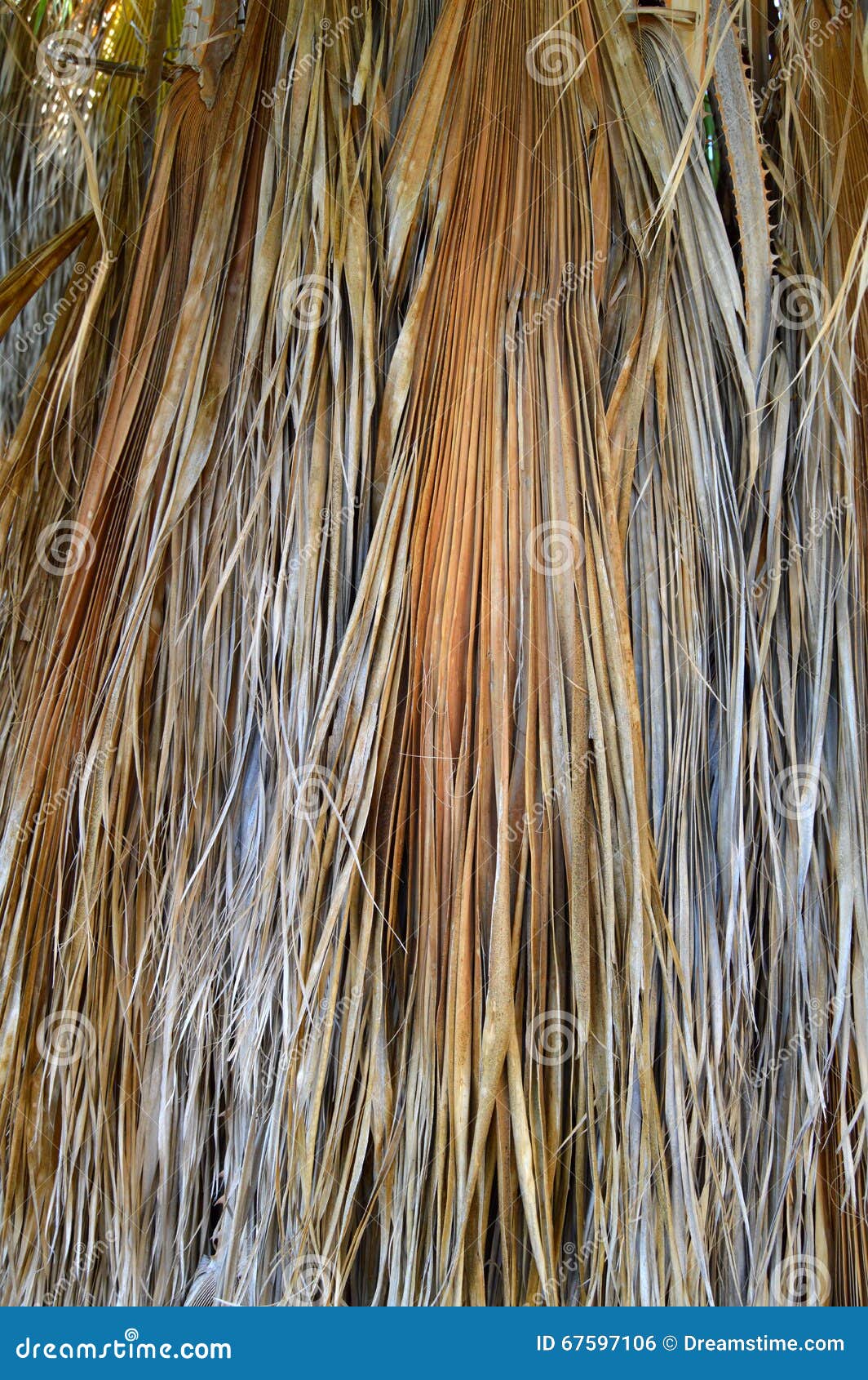 Palm dry stock photo. Image of gray, tree, forest, dried - 67597106