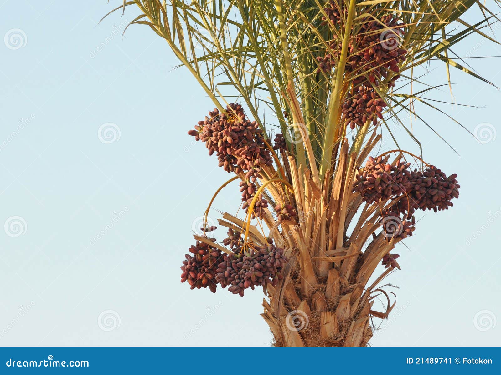 Palm in Egypt stock image. Image of close, fruit, cluster - 21489741