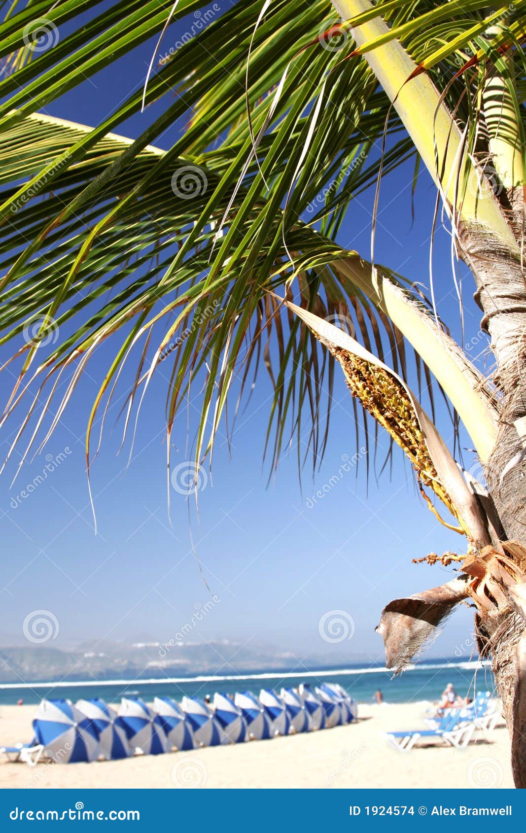 Palm en Strand stock foto. Image of blauw, gouden, zonneschijn - 1924574