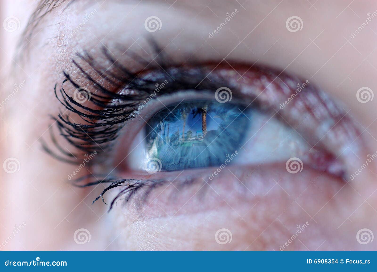 Palm in Eye stock photo. Image of focus, clean, aqua, detailed - 6908354